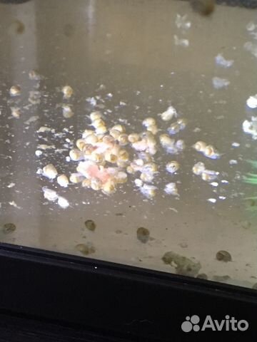 Улитки Ампулярии