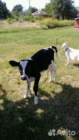 Телка 1 мес