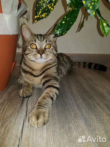 Котенок Яша ждет маму