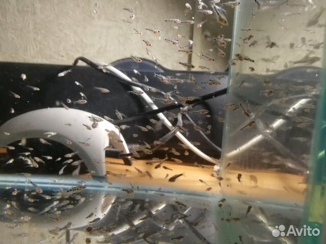 Мраморный гурами мальки