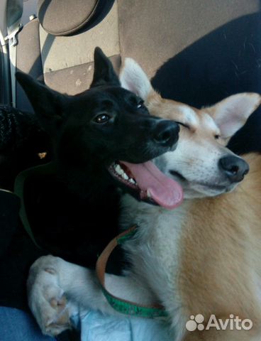 Робкие и трепетные создания, две сестрицы Гая и Ев