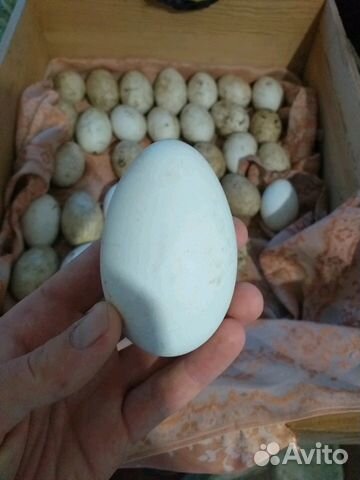 Яйцо гусиное