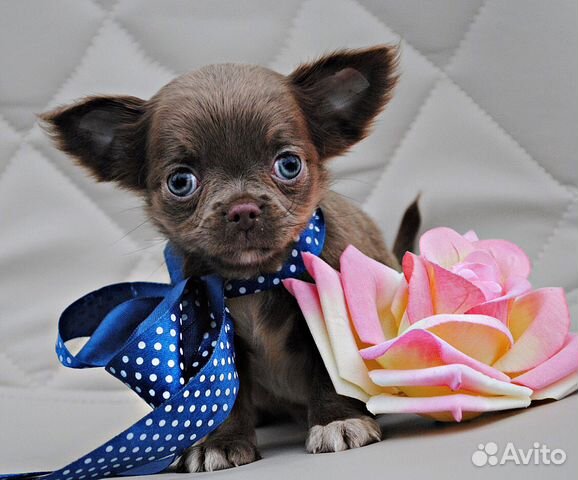 Лиловый эксклюзив мини