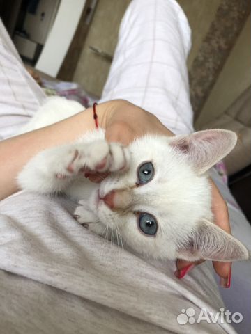 Котёнок, девочка