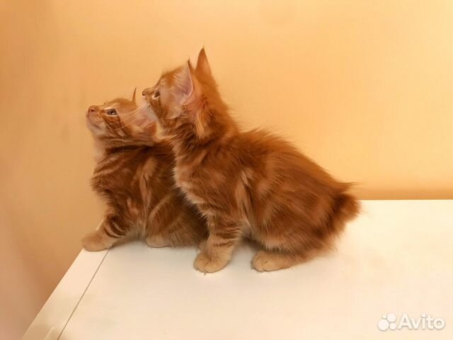 Курильский бобтейл