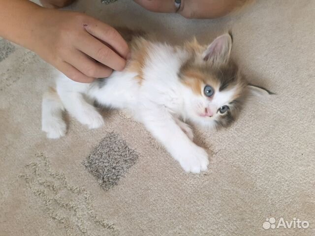 Отдам котят в хорошие руки
