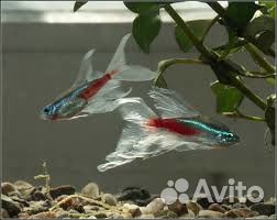 Аквариумные рыбки