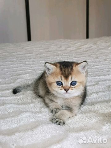 Золотые бриташи