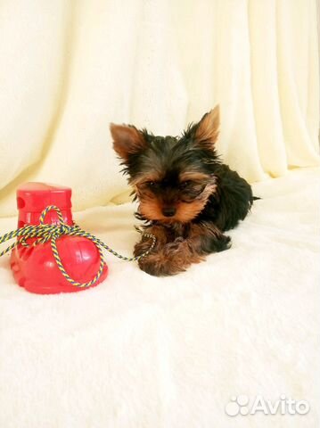 Карманный мальчишечка йорка