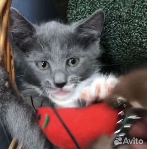 Котята ищут дом