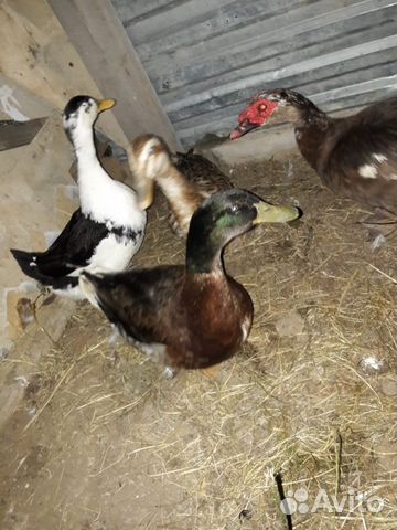 Утки, селезни цена за всех