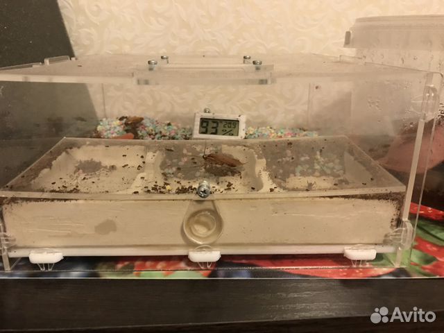 Муравьиная ферма с муравьями Harpegnathos venator