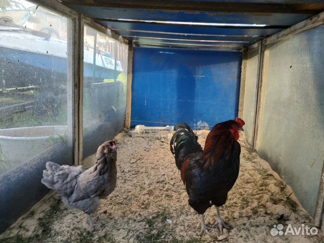 Продам породную птицу