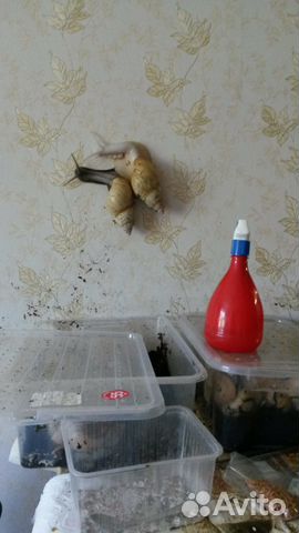 Улитка Ахатина