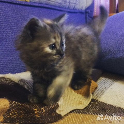 Малышки от мамы британки