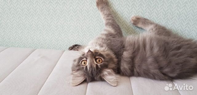 Котенок
