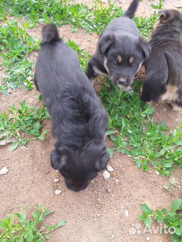 Щенки от хаски