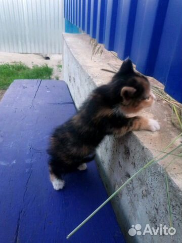 Грустные котята