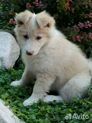 Не большая красавица Бэлла