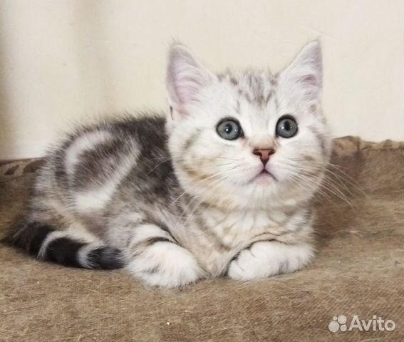 Котята от чимпиона