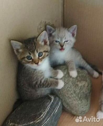 Котята ищут свой дом