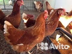 Куры для дачи