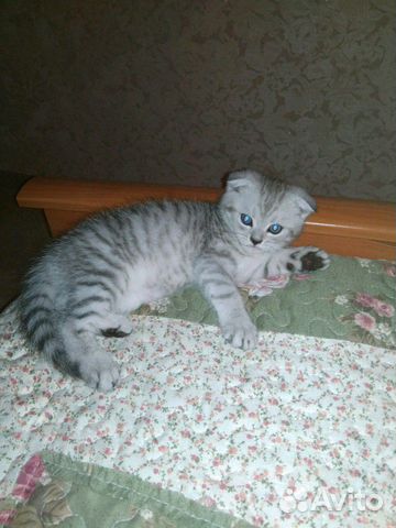 Котенок Шотландец котиш-фолд