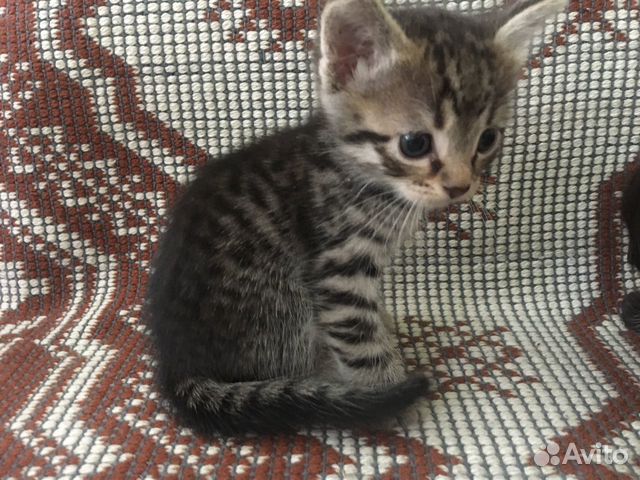Котёночек мальчик 2 месяца