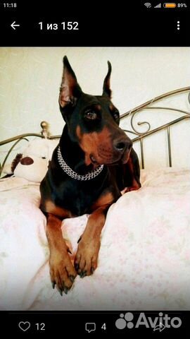 Щенки добермана резерв