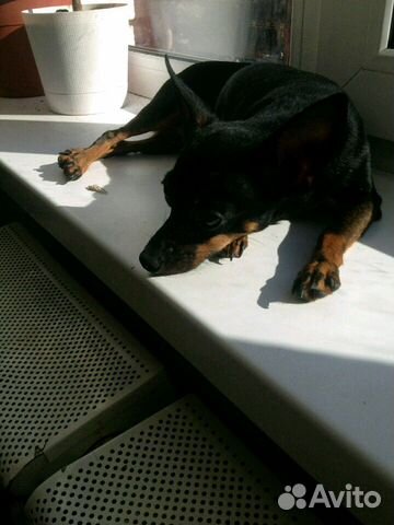 Щенки Той-Терьера