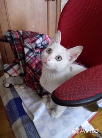 Котёнок Лёлик