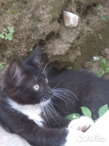 Котенок в добрые руки