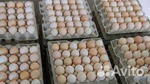 Инкубационное яйцо бройлера и домашней курицы