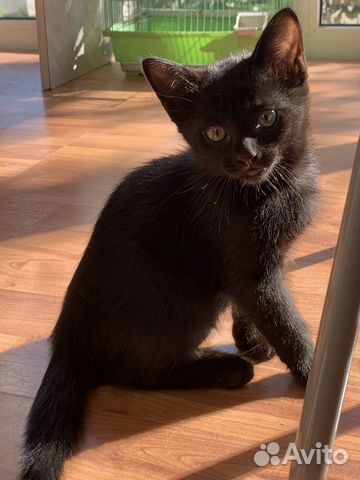 Чёрный котёнок