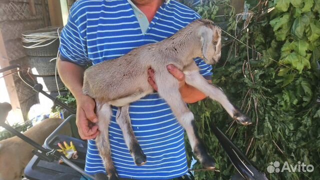 Козлик нубийский