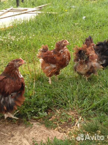 Продажа цыплят орпингон и малин