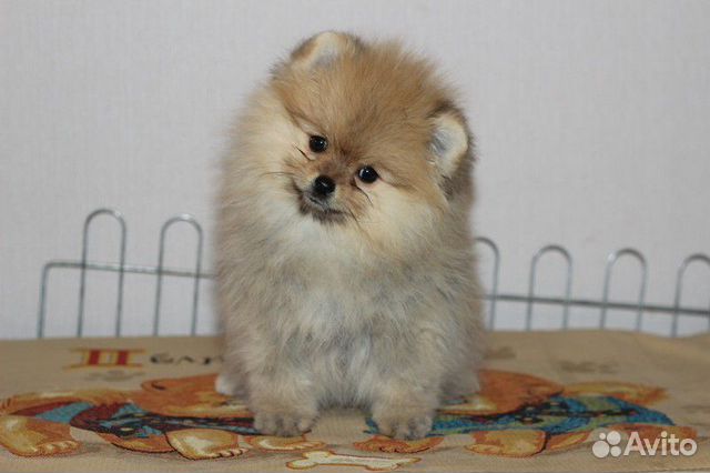 Продам девочку шпица