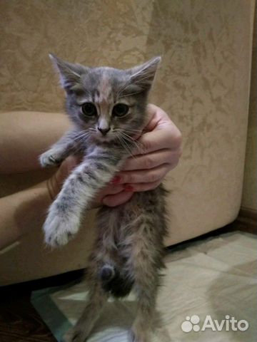 Котик