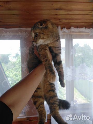 Вислоухая кошечка девочка в добрые руки