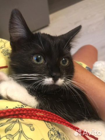 Котёнок