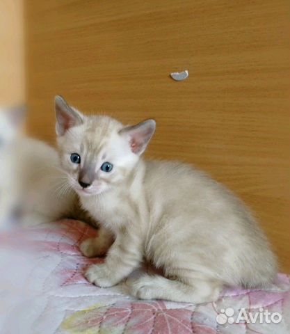 Очаровательные снежные бенгалята