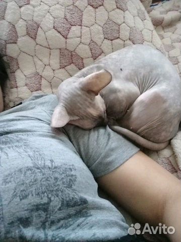 Сфинкс самка на случку