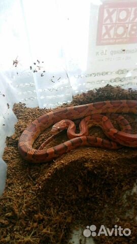 Маисовый полоз