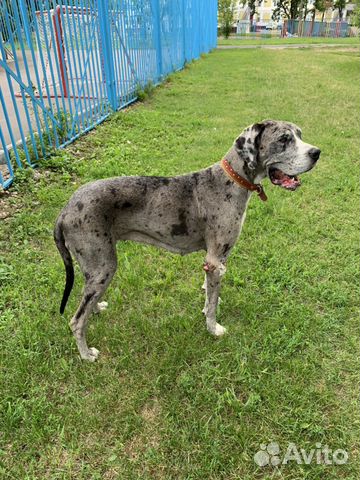 Дог девочка ищет дом