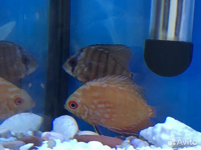 Рыба дискусы