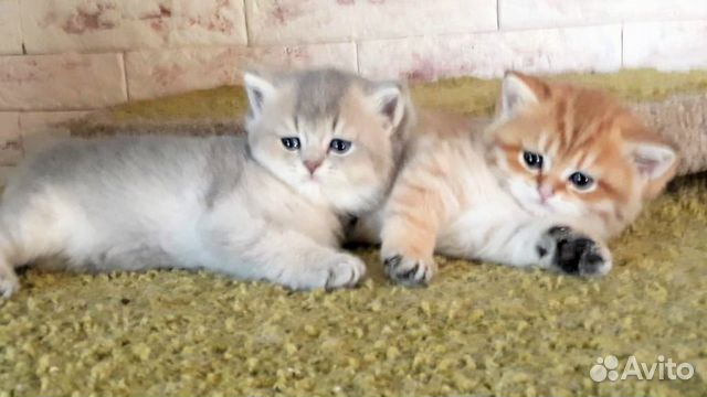 Британские мальчики