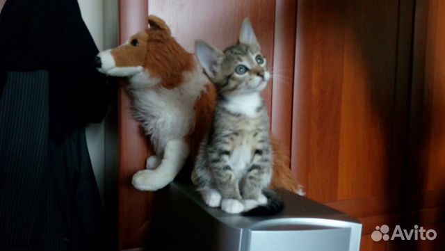 Котенок в добрые ответственные руки