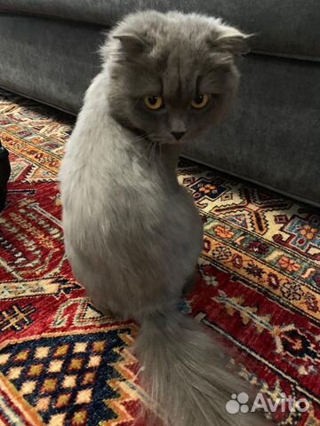 Кошка