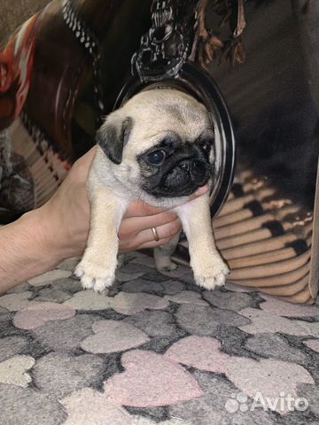 Девчушки-мопсятки