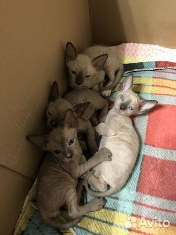 Котята сфинкс